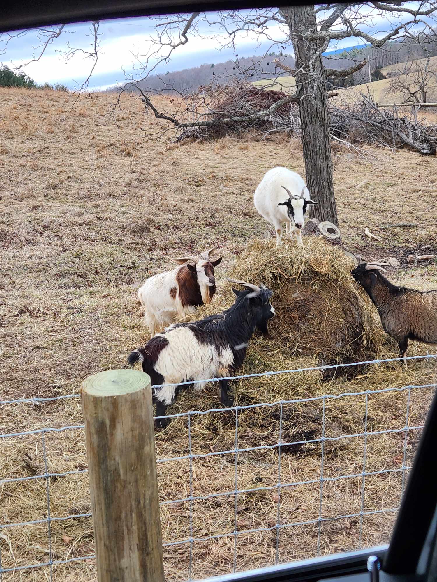 Head Of Walker Farm – Head Of Walker Farm LLC